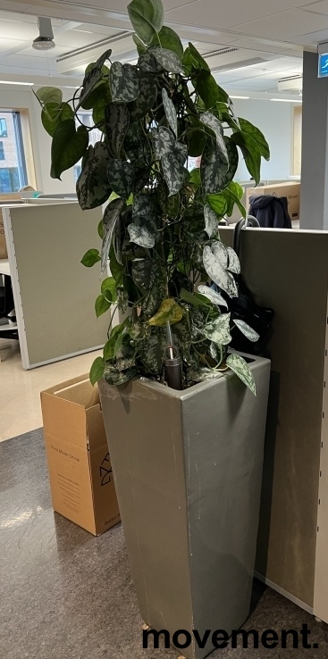 Solgt!Grønn plante, Sølvranke iselvvannende potte, høyde 170cm